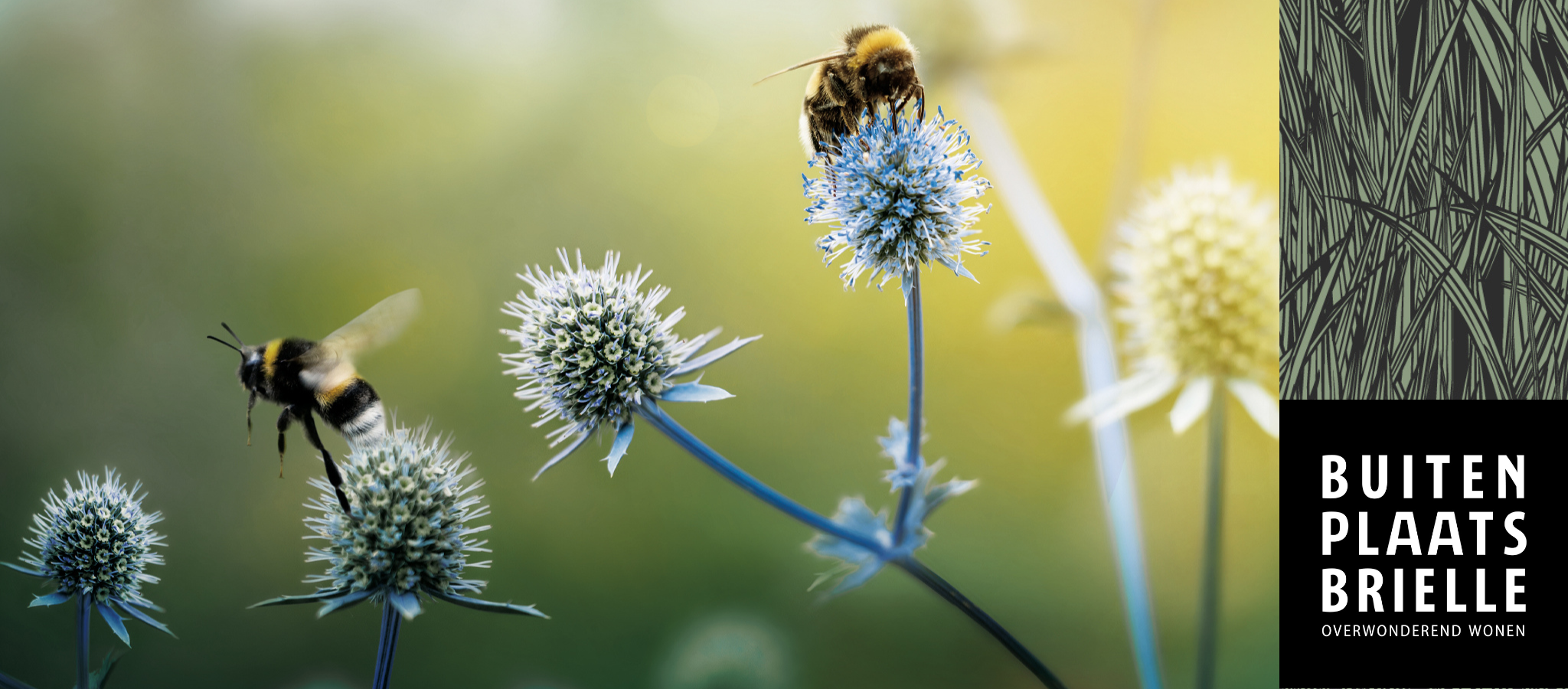 Nieuws Buitenplaats Brielle | Nieuwbouw Voorne aan Zee